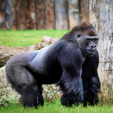 Online Zoo